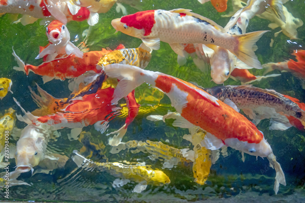 Koi Fish Swimming In Water
