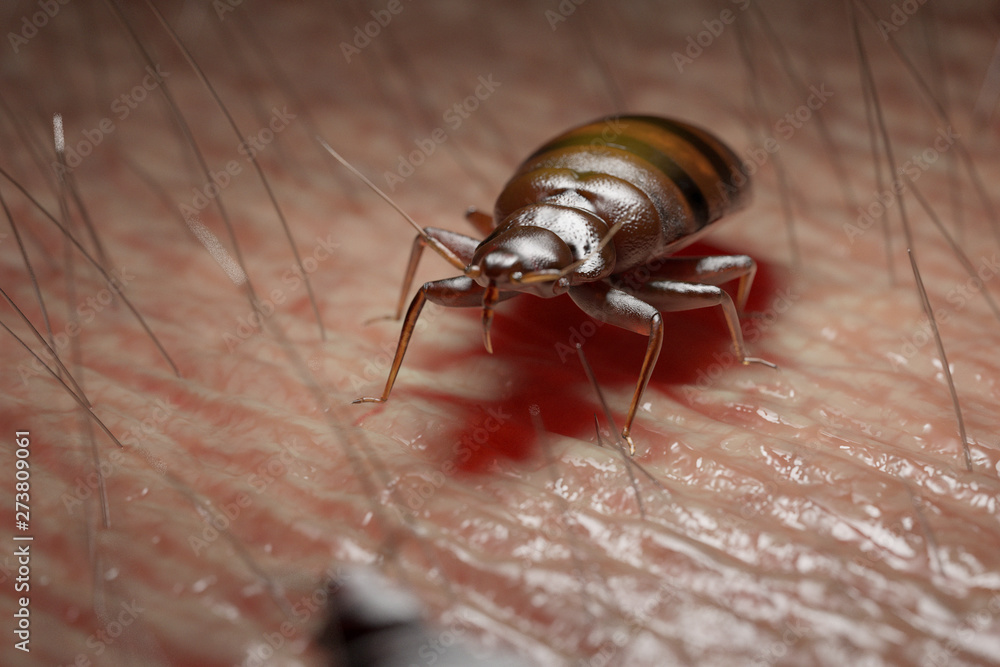 3d rendered medically accurate illustration of a bed bug on human skin ...