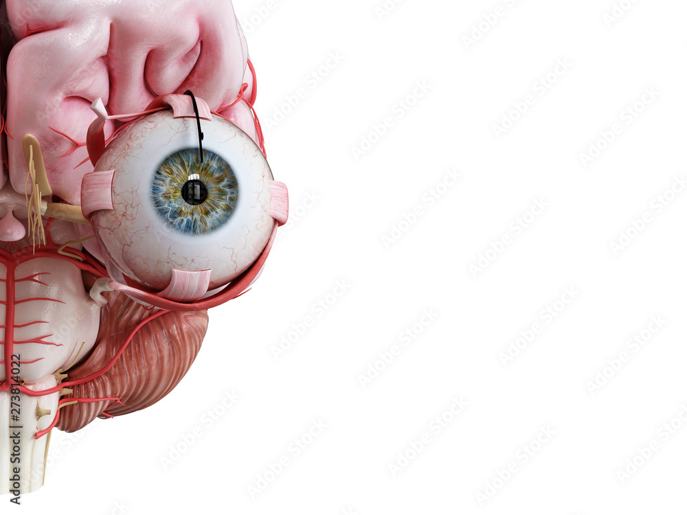 3d rendered medically accurate illustration of a human brain, eyes and ...