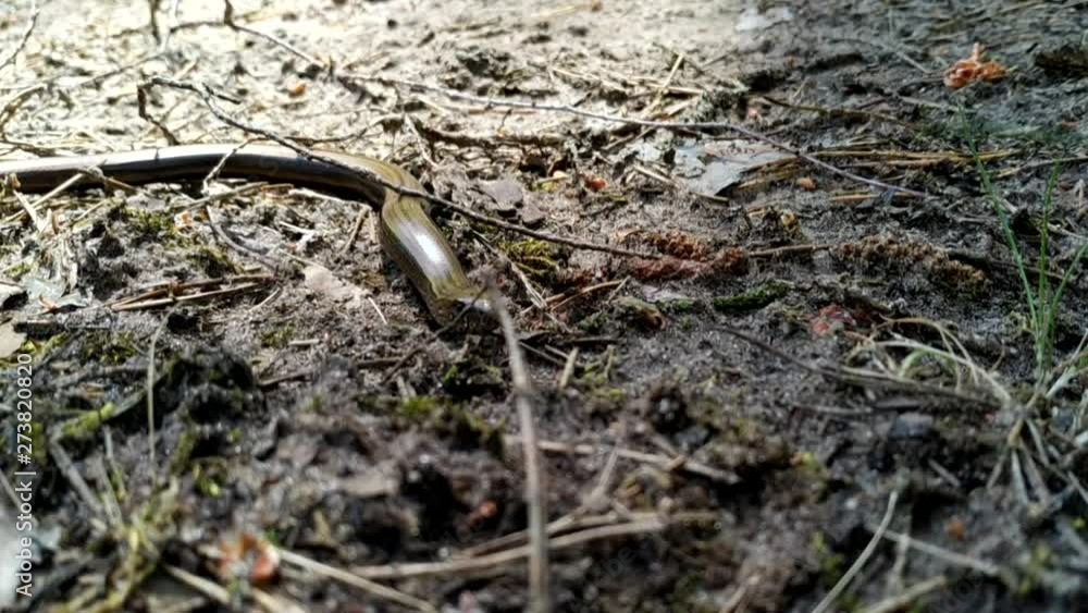 False snake. Breaking spindle. Anguis fragilis. lizard of the family ...