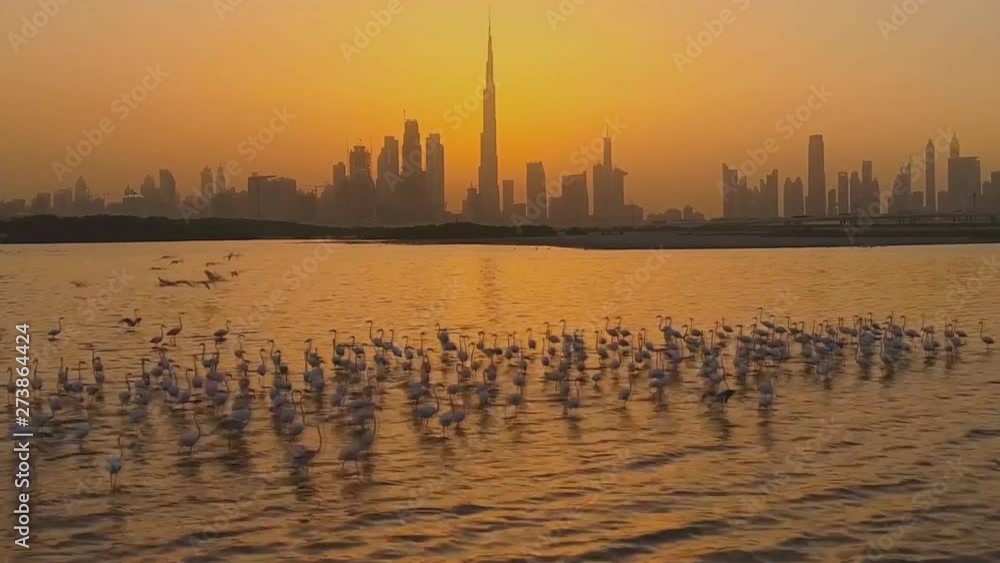 Pink flamingos on a lake in Ras al Khor Wildlife Sanctuary with ...