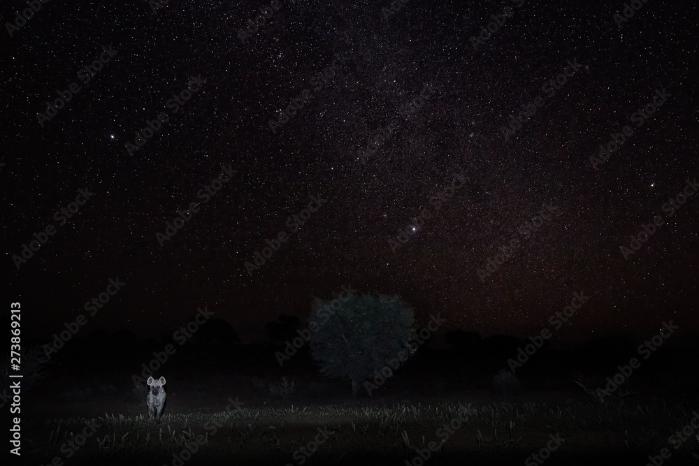 Fotka „Night photo of wild Spotted hyena, Crocuta crocuta, gently ...