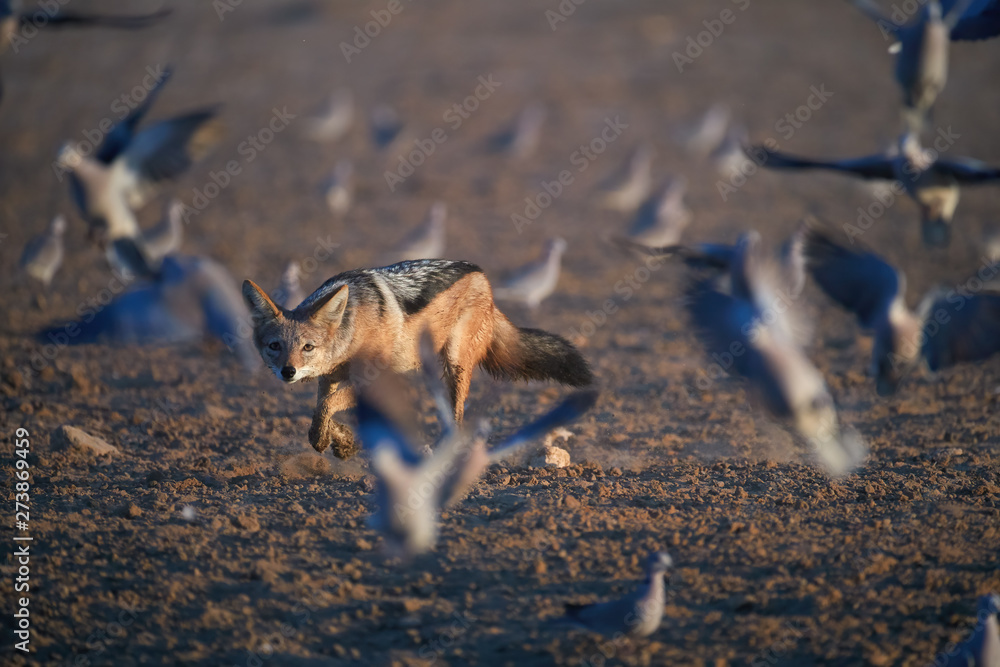 Black Backed Jackal, Canis Mesomelas, african fox-like canid hunts ...