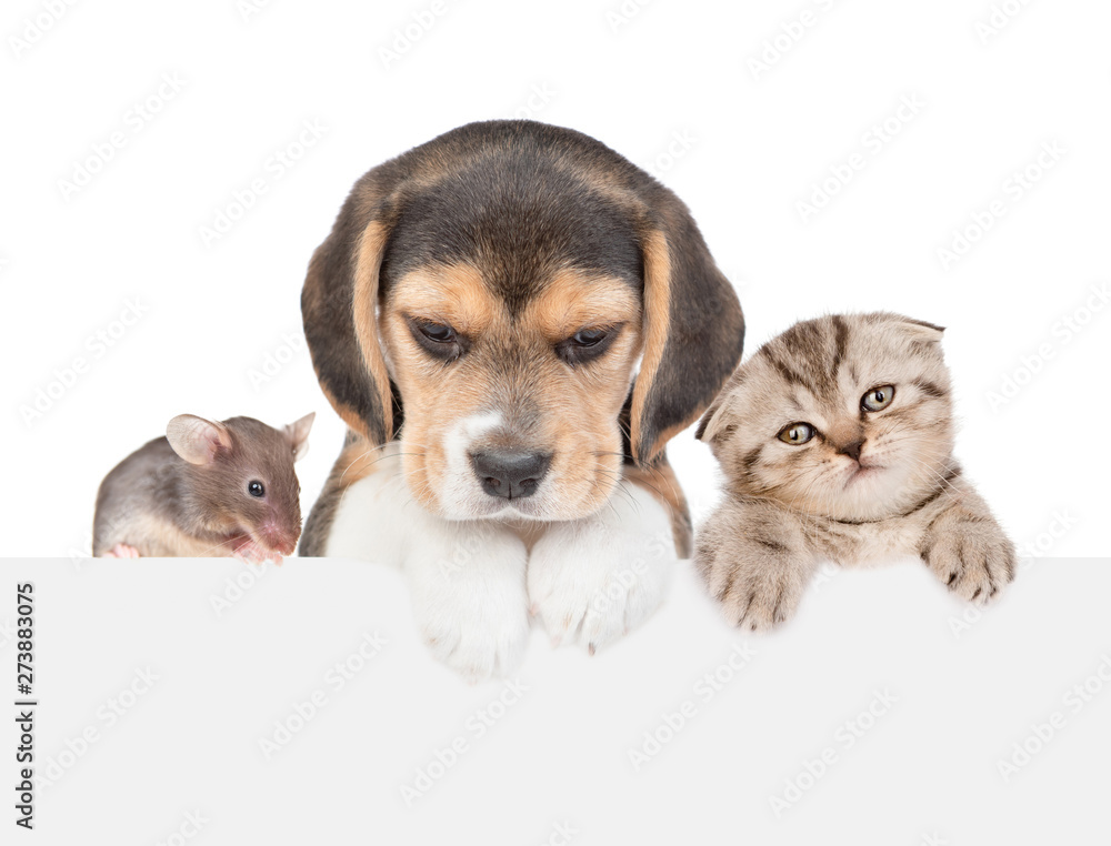 Cat, dog and mouse over empty white banner. isolated on white ...