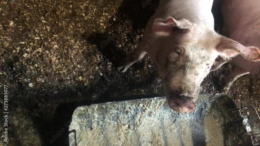 Two pigs in the pigsty. White dirty piglets behind the bars. The ...