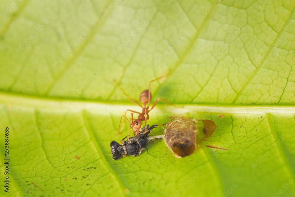 Soft focus a Weaver Ant or Green Tree Ant hunting the food, taking a ...