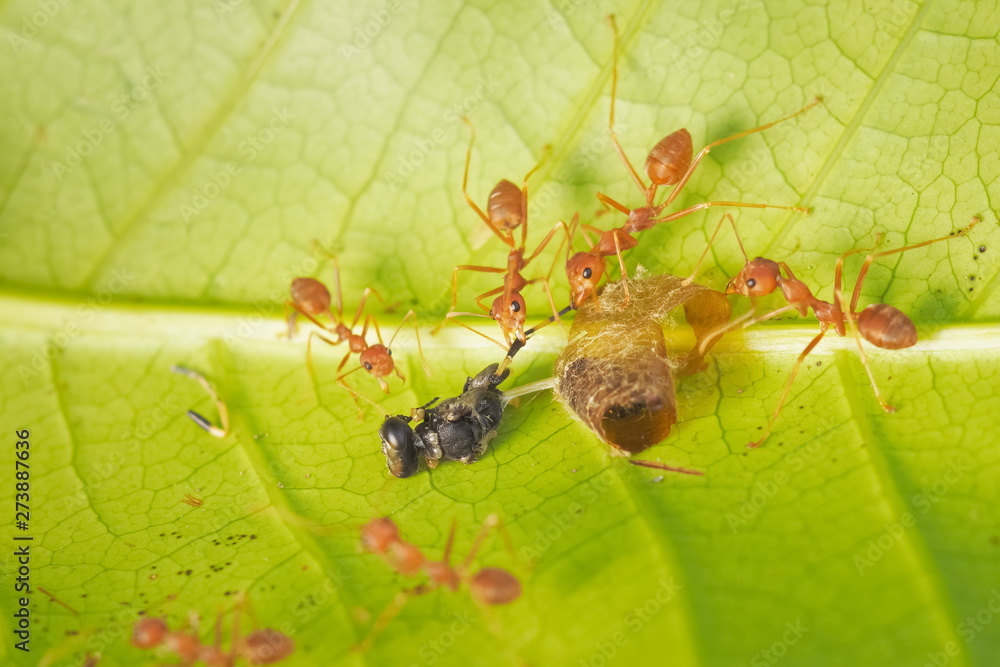 Soft focus a group of Weaver Ant or Green Tree Ants hunting the food ...
