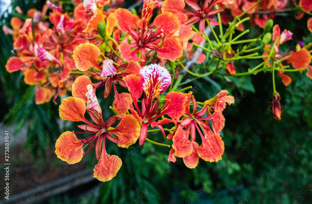 Colorful red flowers of Flam-boyant, The Flame tree, Royal poinciana ...