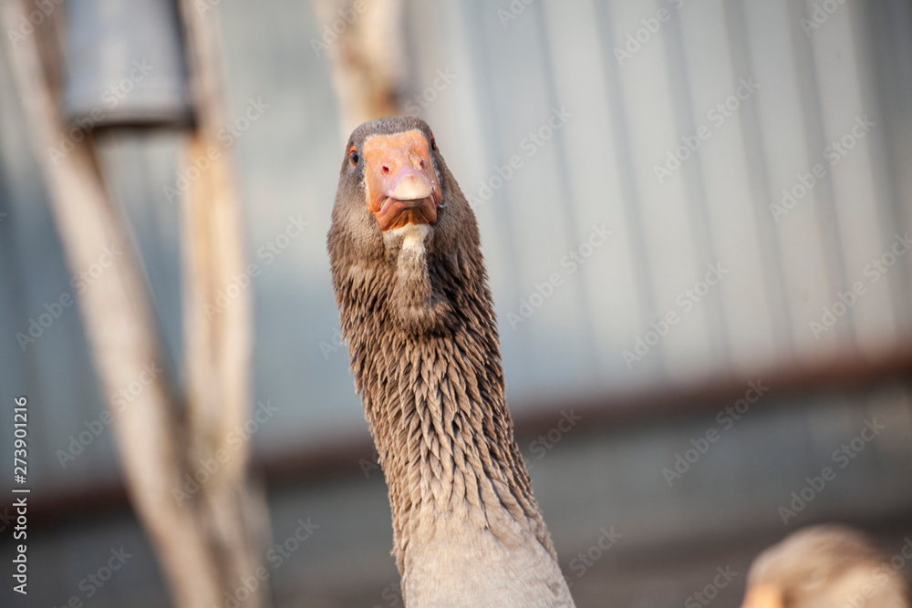 Geese on the farm. Farm Fat goose walks around the pen. Beautiful water ...