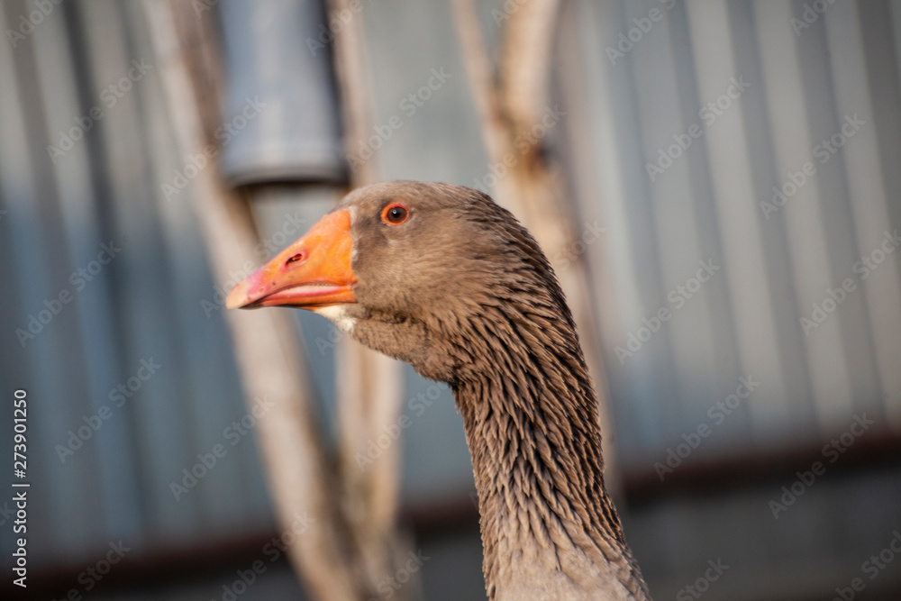 Geese on the farm. Farm Fat goose walks around the pen. Beautiful water ...