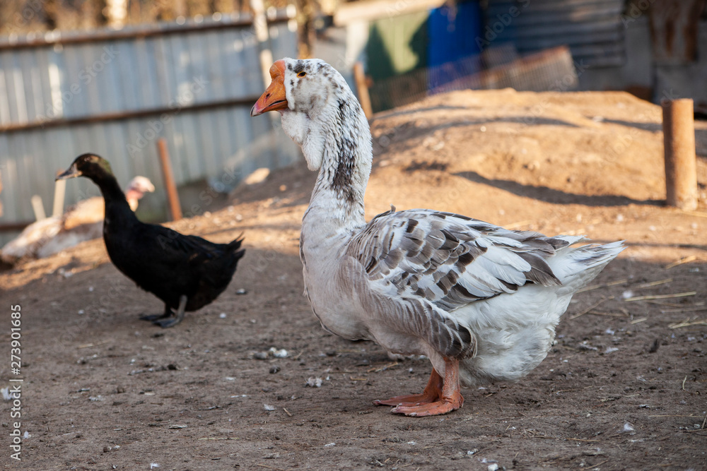 Geese on the farm. Farm Fat goose walks around the pen. Beautiful water ...