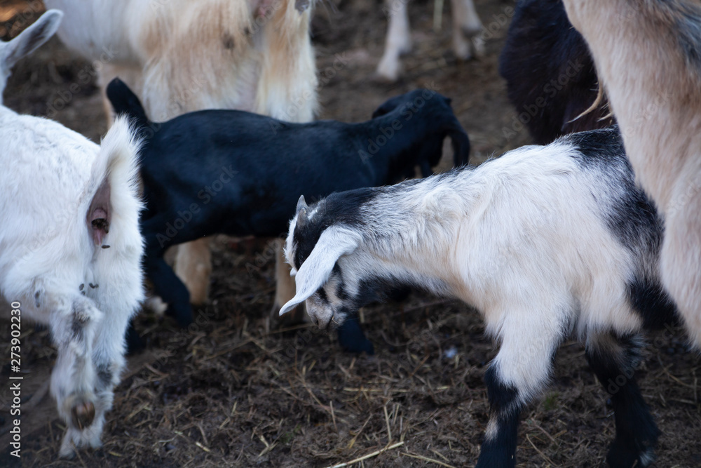 Goats on the farm. Goats give milk, meat and wool. Cute kids in the pen ...