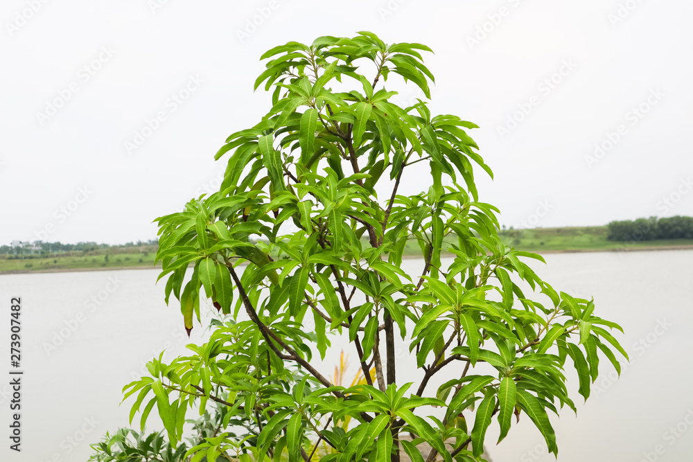 Mango Tree infront of Pond Stock Photo | Adobe Stock