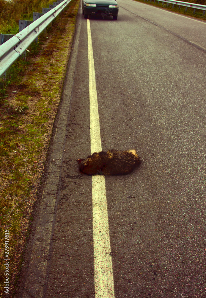 Stockfoto Racoon dog (Nyctereutes procyonoides) was hit on the highway ...