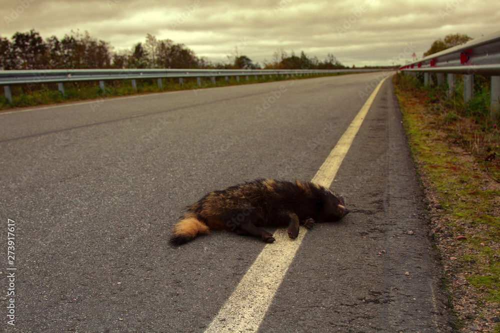 Racoon dog (Nyctereutes procyonoides) was hit on the highway by a car ...