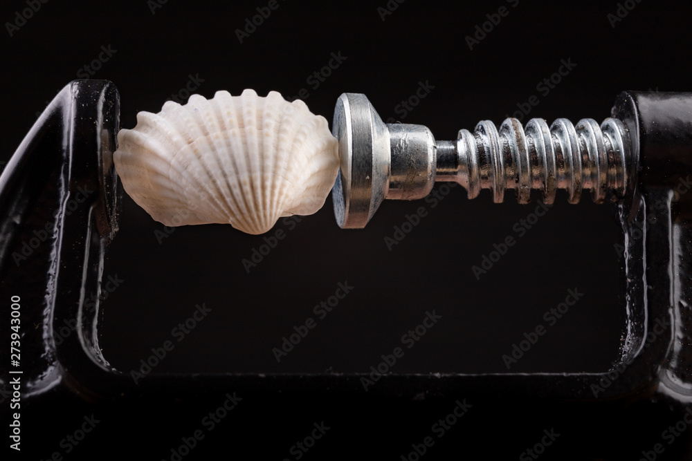 Snail shell in a carpentry vise. A fragile shell crushed by metal jaws ...