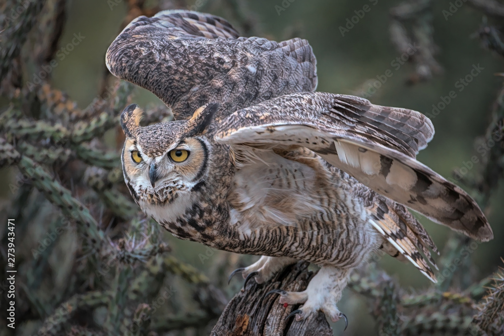 Great Horned Owl Perched