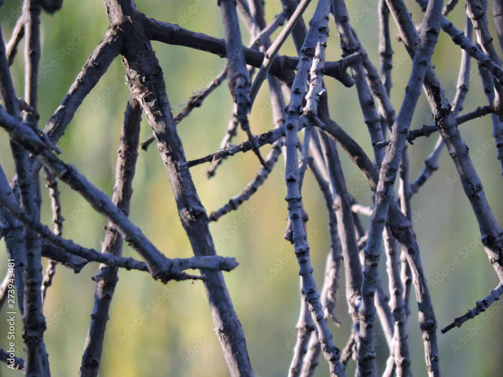 ramas Stock Photo | Adobe Stock