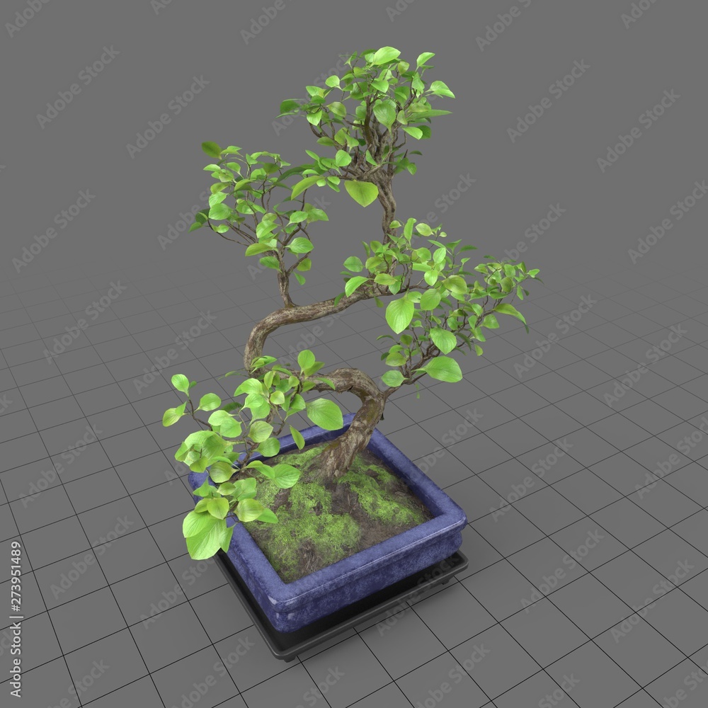Bonsai tree 3 Stock 3D asset | Adobe Stock