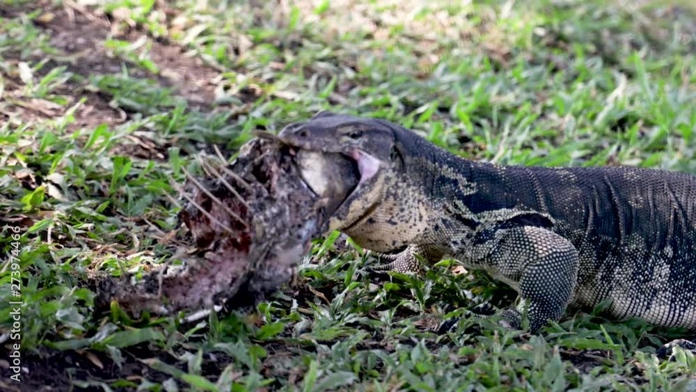 Clouded Monitor Lizard Waran Reptile eating fish, Lumphini Park ...