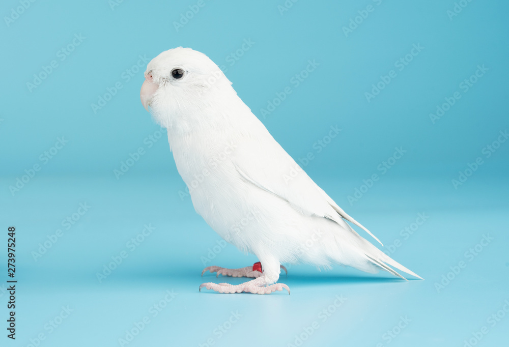 White Parakeets