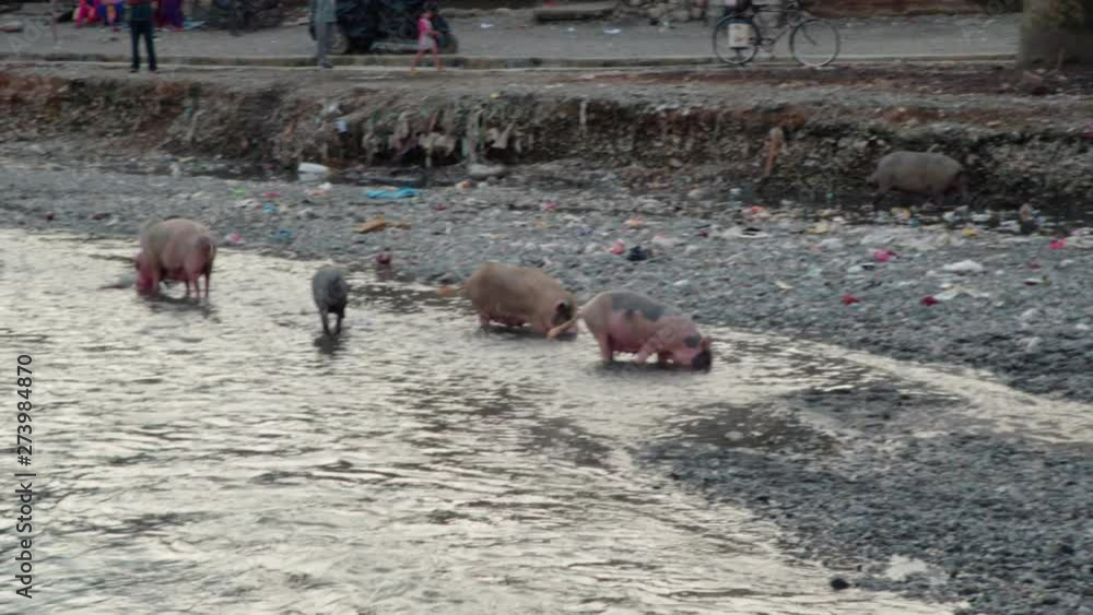 A polluted River.Polluted Indian River.Save water, Save Rivers.Clean ...