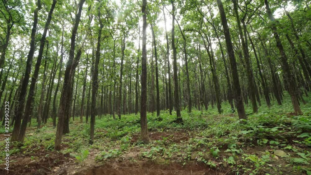 A beautiful view of Sal forest in Himalayas, upper Himalayas ...