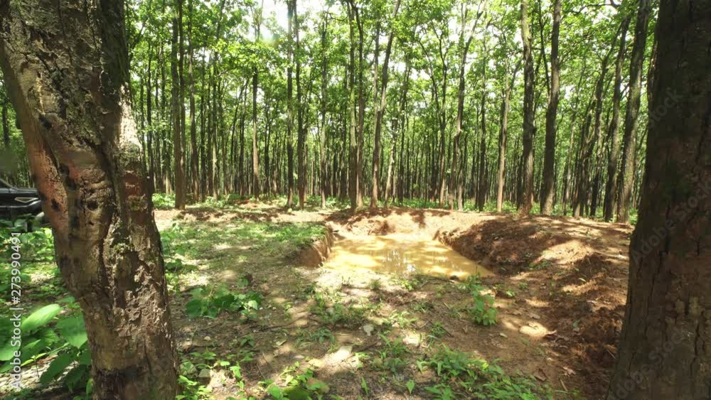 A beautiful view of Sal forest in Himalayas, upper Himalayas ...