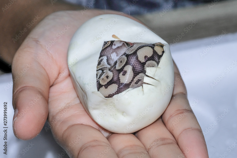 Python Snake Eggs