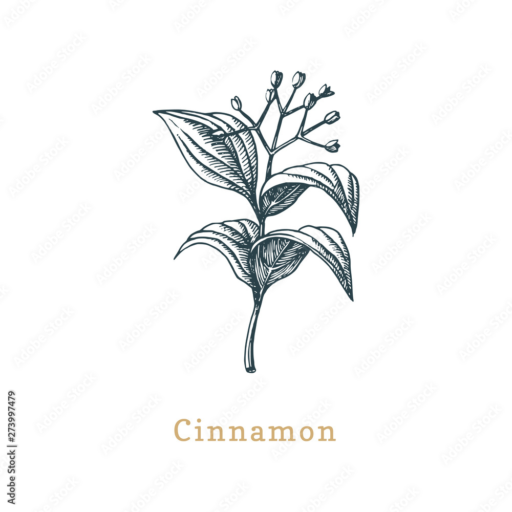 Cinnamon Plant Drawing