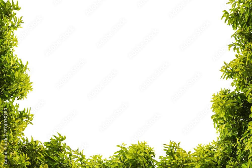 Tree frame. Green leaf and branches isolated on white background. Lush ...