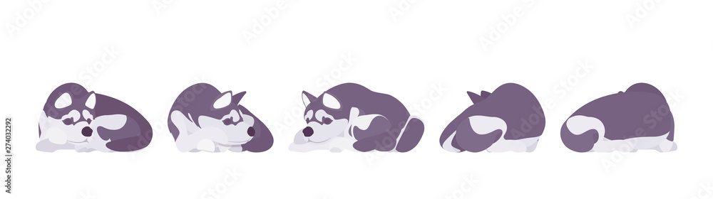 Husky dog sleeping. Northern sled, medium size compact Siberian breed ...