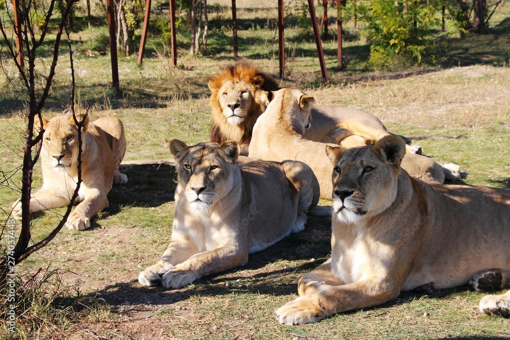 Pride of lions. A lion with a magnificent mane and a few lionesses lies ...
