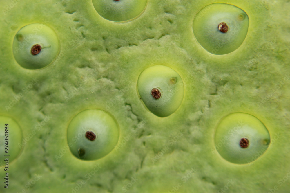 Indian Lotus (Nelumbo nucifera) seed Pod closeup.Also known as sacred ...