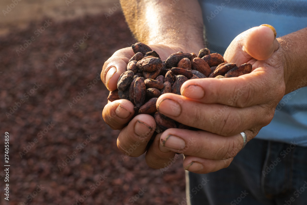Granos de Cacao Stock Photo | Adobe Stock