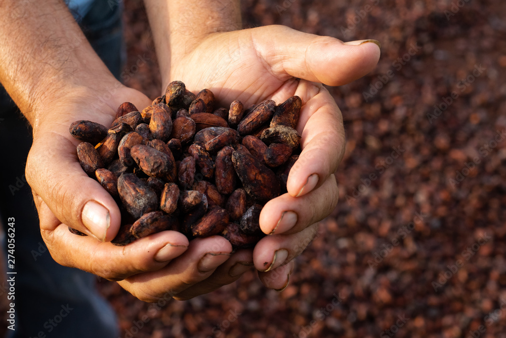 Granos de Cacao Stock Photo | Adobe Stock