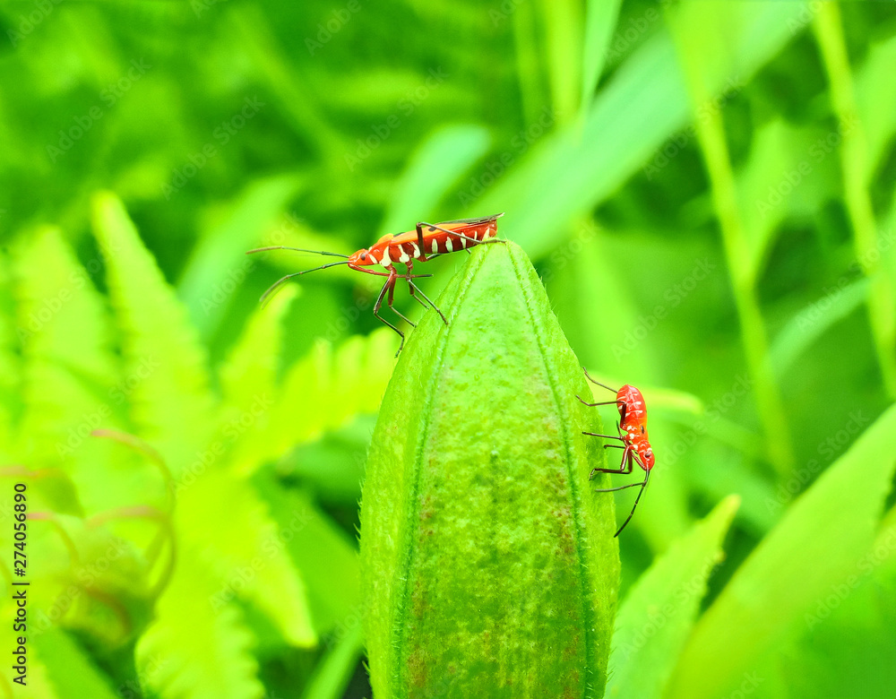 insect An adult male tiny orange Mexican bean lady beetle, lady bug ...