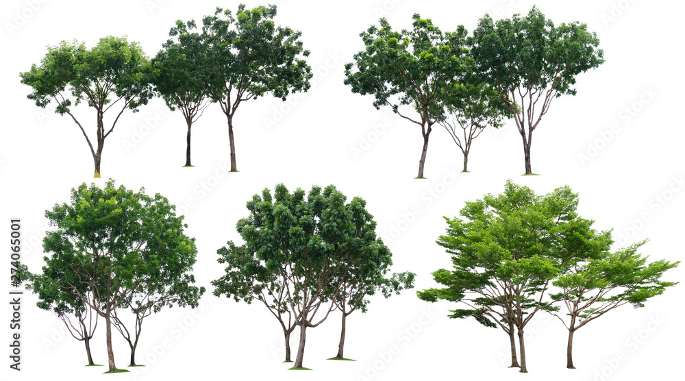 Tree three collection isolated on white background Stock Photo | Adobe ...