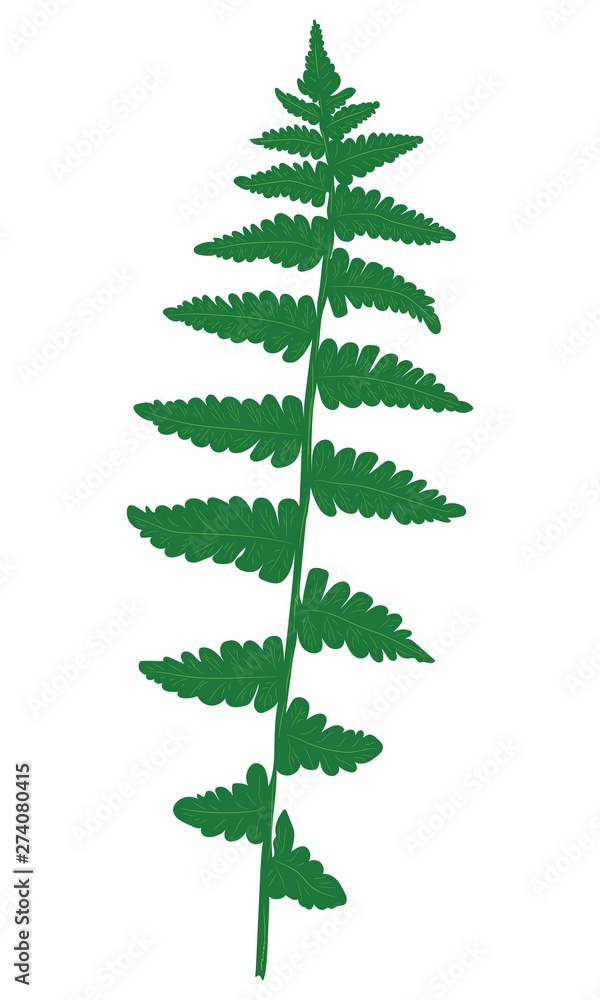 Vector drawing of a fern. Green fern on a white background. Stock ...