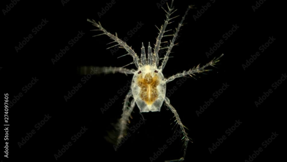 mite Hydrachnidia under the microscope, live only in water, fresh and ...