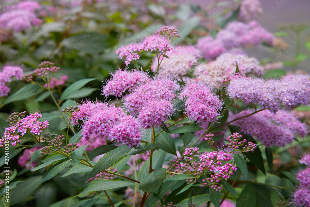 Macro photo of nature flowering bush Spiraea. Spirea shrub wallpaper ...