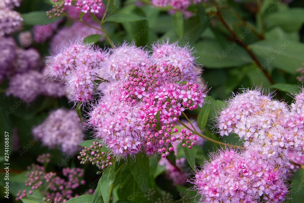 Macro photo of nature flowering bush Spiraea. Spirea shrub wallpaper ...