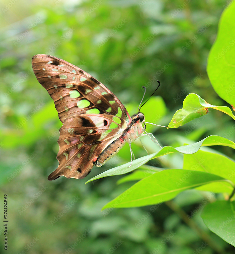 A close up image of a Tailed Jay butterfly. Scientific name Graphium ...