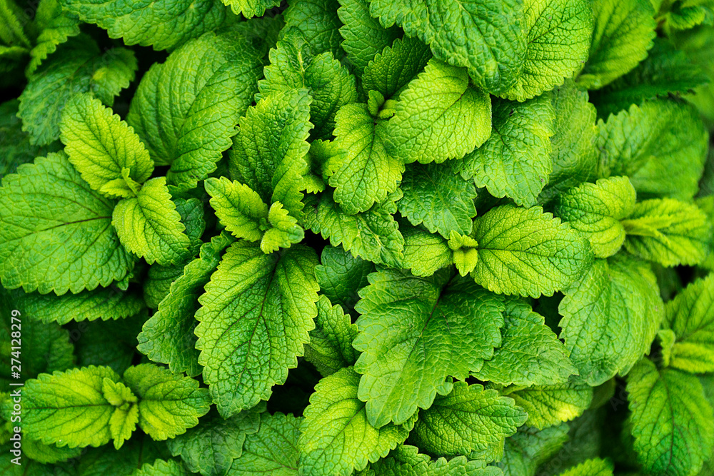 Mint Leaves Background Green Mint Leaves Pattern Layout Design
