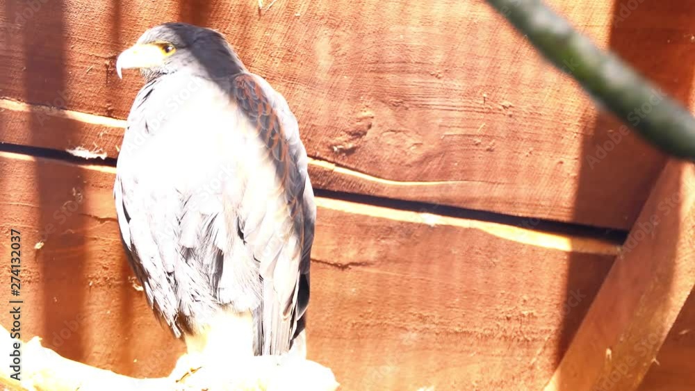 Harris's hawk (Parabuteo unicinctus) formerly known as the bay-winged ...