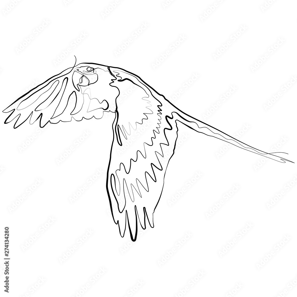 Parrot One Line Drawing Animal Continuous Line Sketch Vector Stock