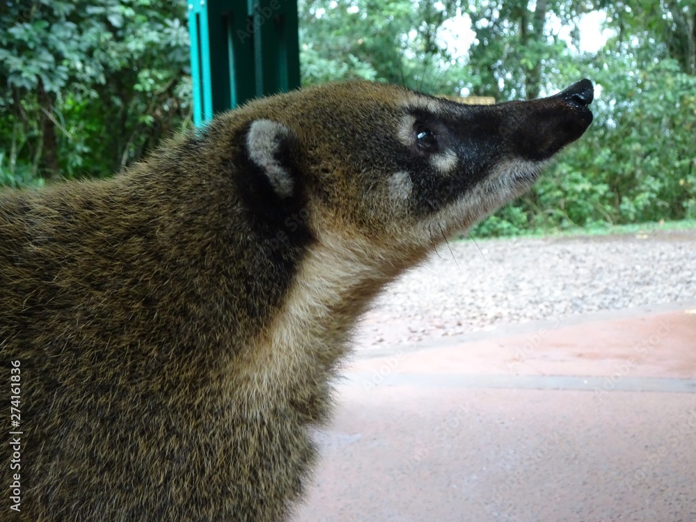 Coati also called cusumbos, cusumbosolos, cuchuchos, gouaches, cats ...