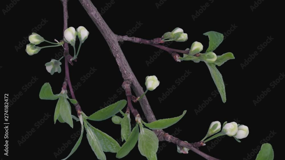 Time-lapse of blooming plum tree branch 17f1 in PNG+ format with ALPHA ...