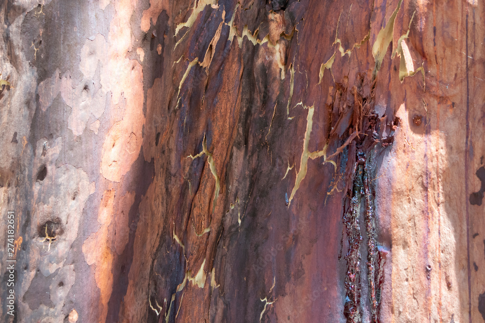 Tree Bark on a Gum Tree in the Australian outback Stock Photo | Adobe Stock