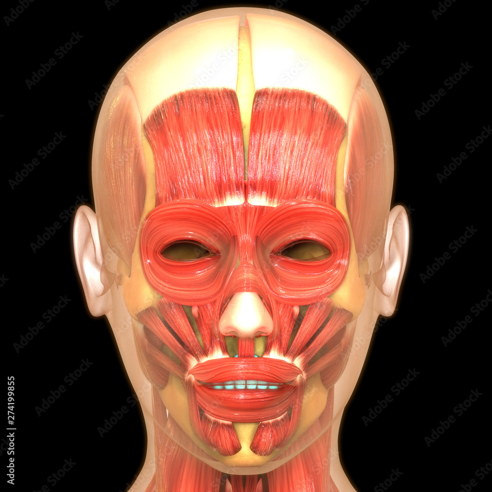Human Muscular System Face Muscles Anatomy Stock Illustration | Adobe Stock